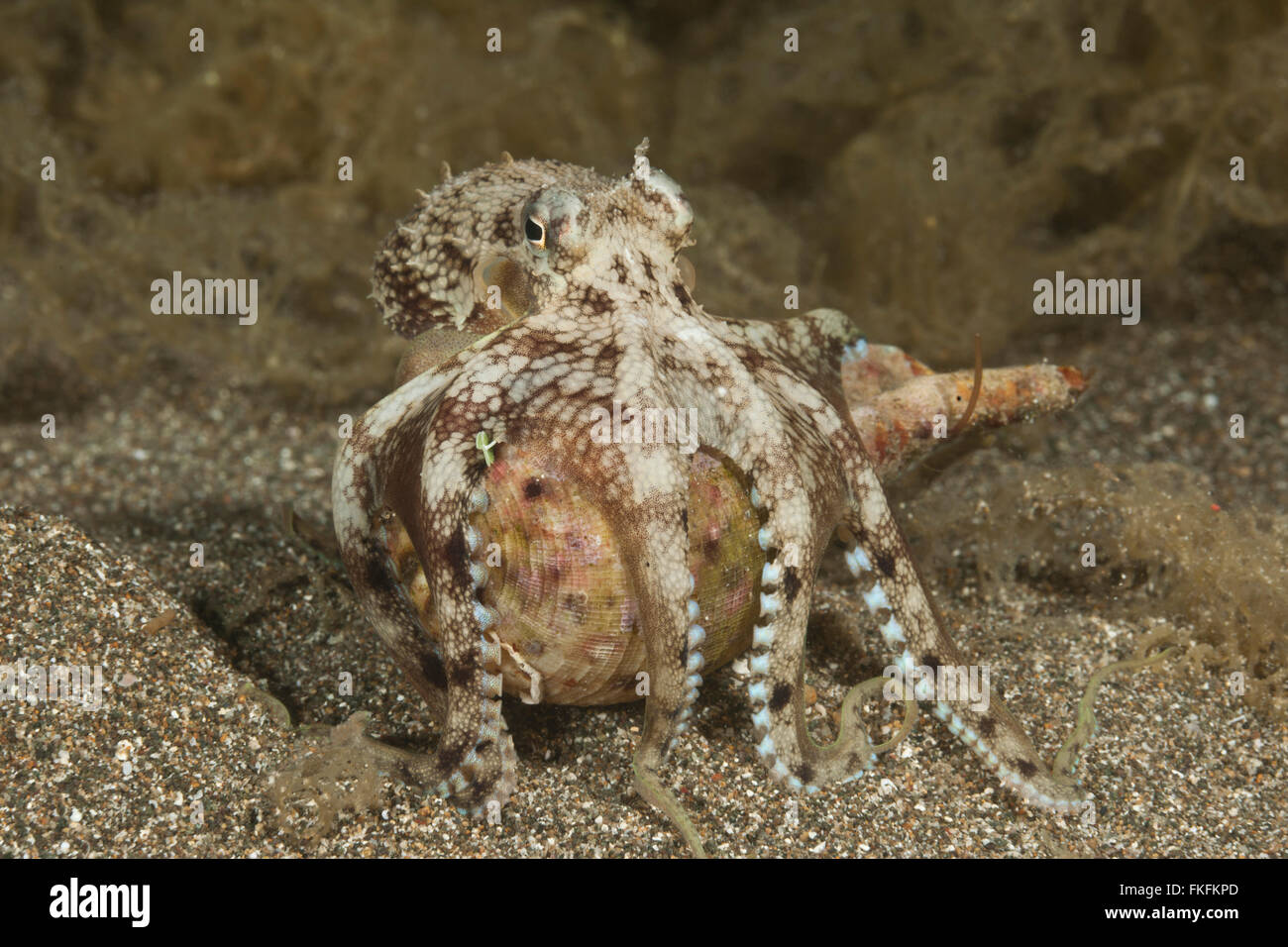 Coconut octopus(Amphioctopus marginatus) inside an empty snail shell ...