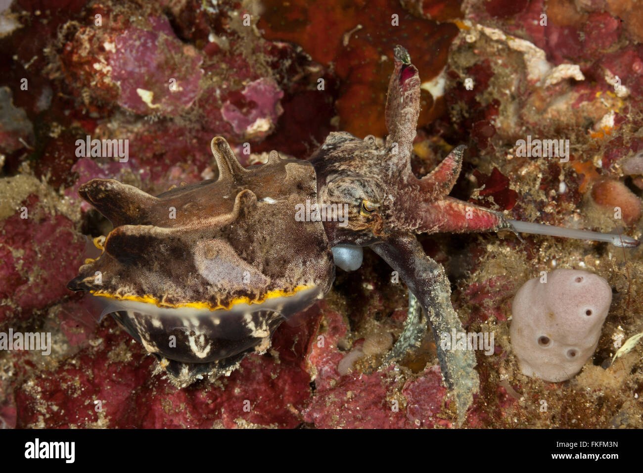 Pfeffer's Flamboyant Cuttlefish (Metasepia pfefferi) hunting Stock ...