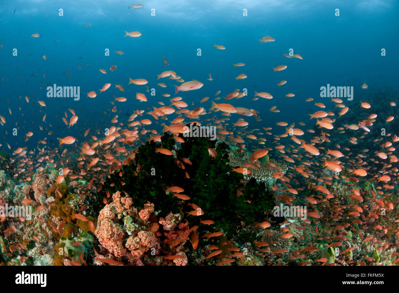 Thousands of Anthias or fairy basslets abound in the reef. Anilao ...