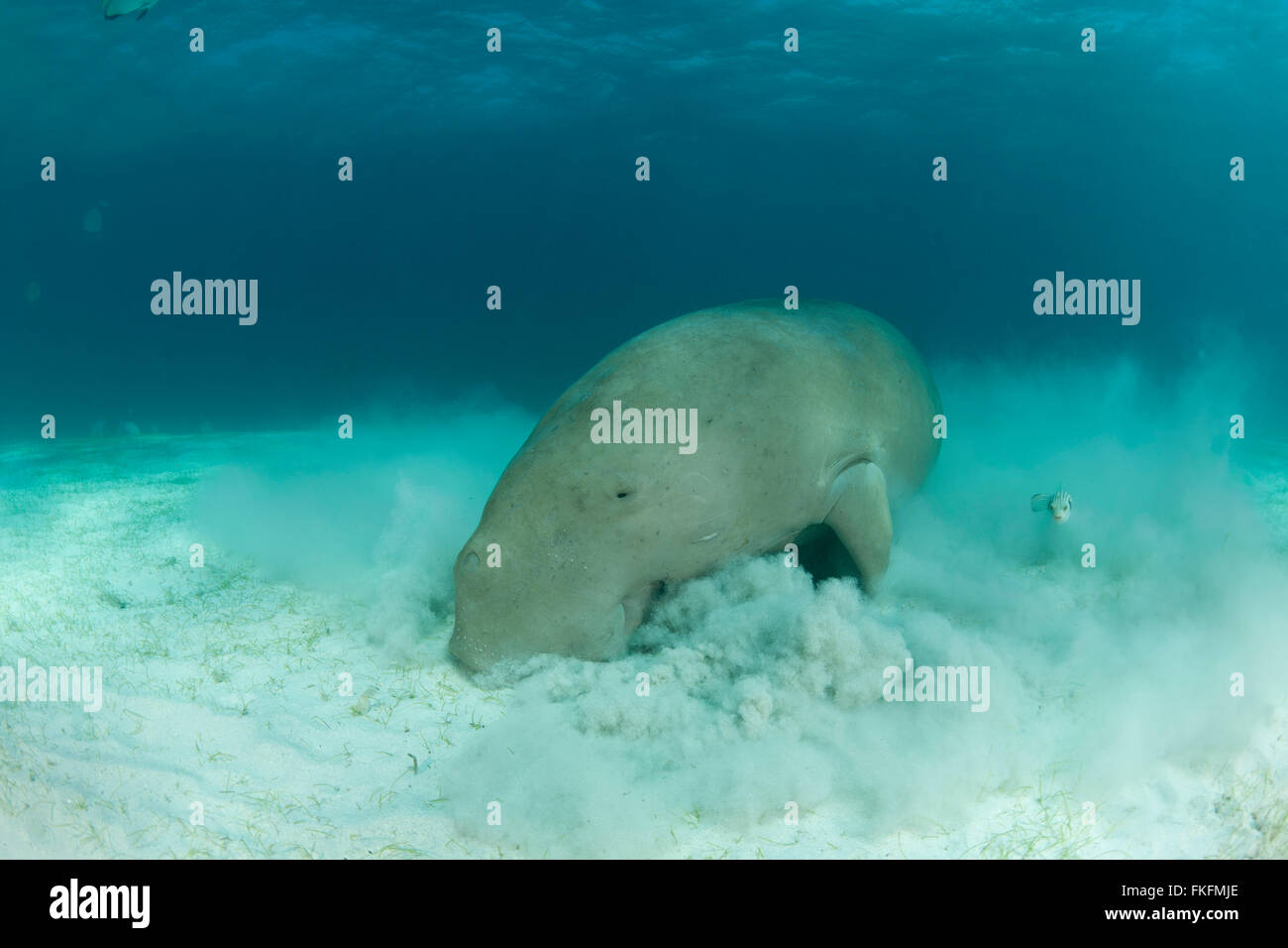 Dugong feeding hi-res stock photography and images - Alamy