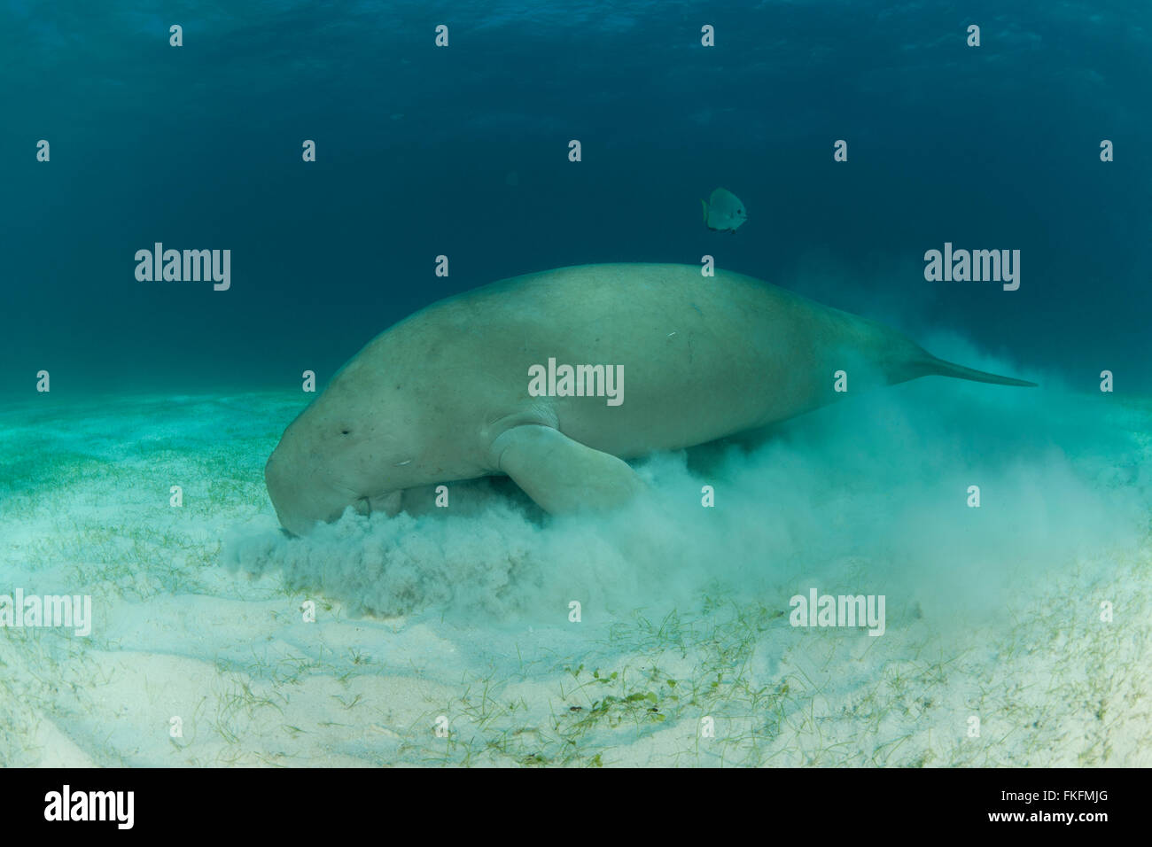 Dugong (Dugong dugon) feeding in the seagrass bed. Dimakya Island ...
