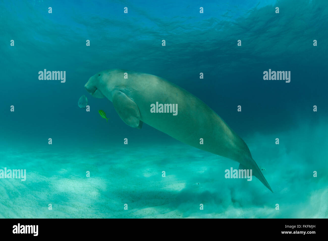 Dugong (Dugong dugon) surfacing to take a breath of air. Dimakya Island ...