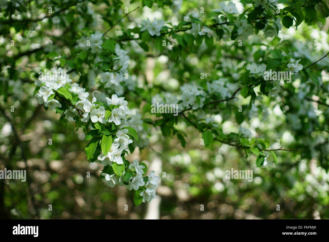 Snow white apple hi-res stock photography and images - Alamy