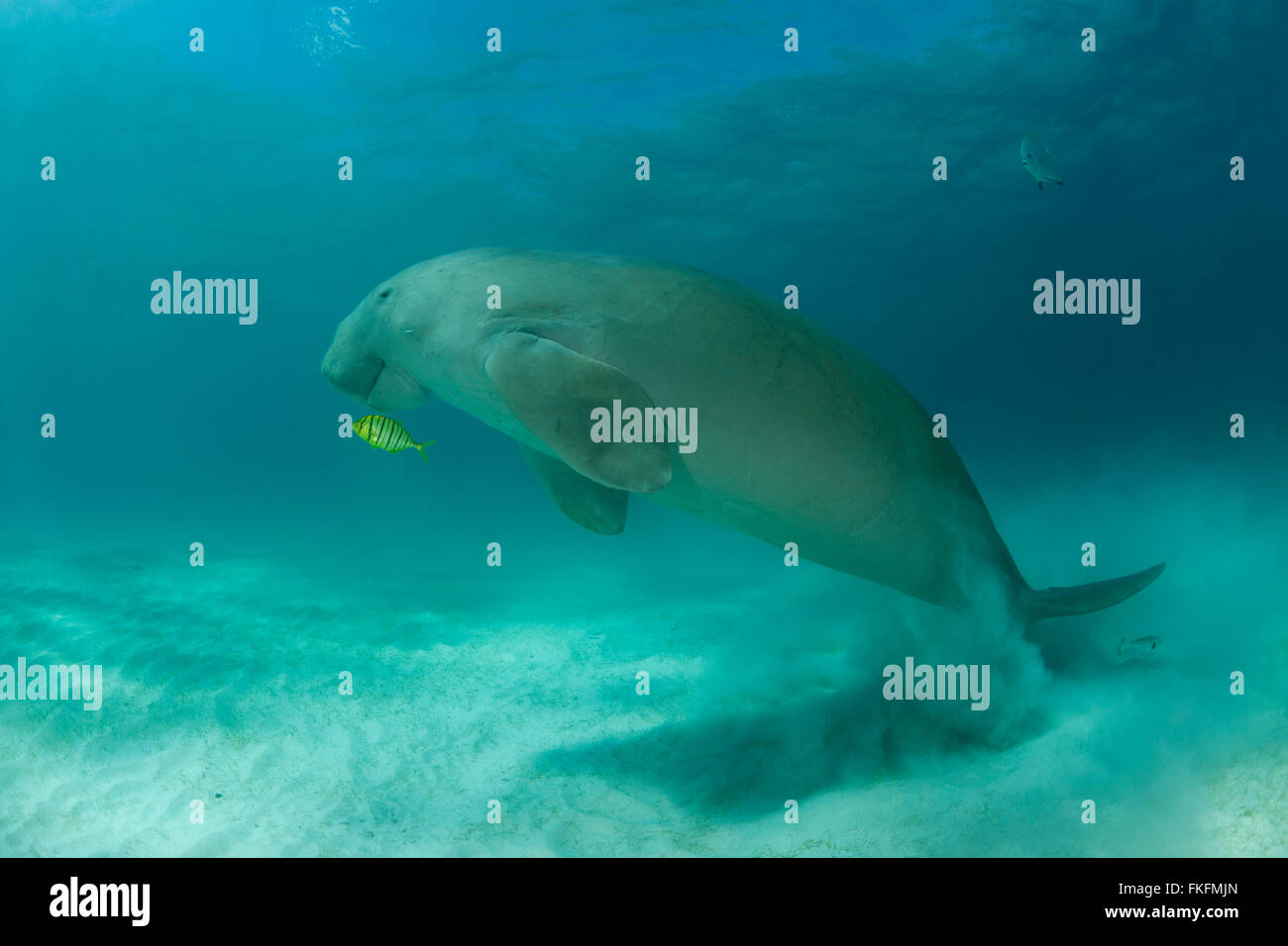 Dugong (Dugong dugon) surfacing to take a breath of air. Dimakya Island ...