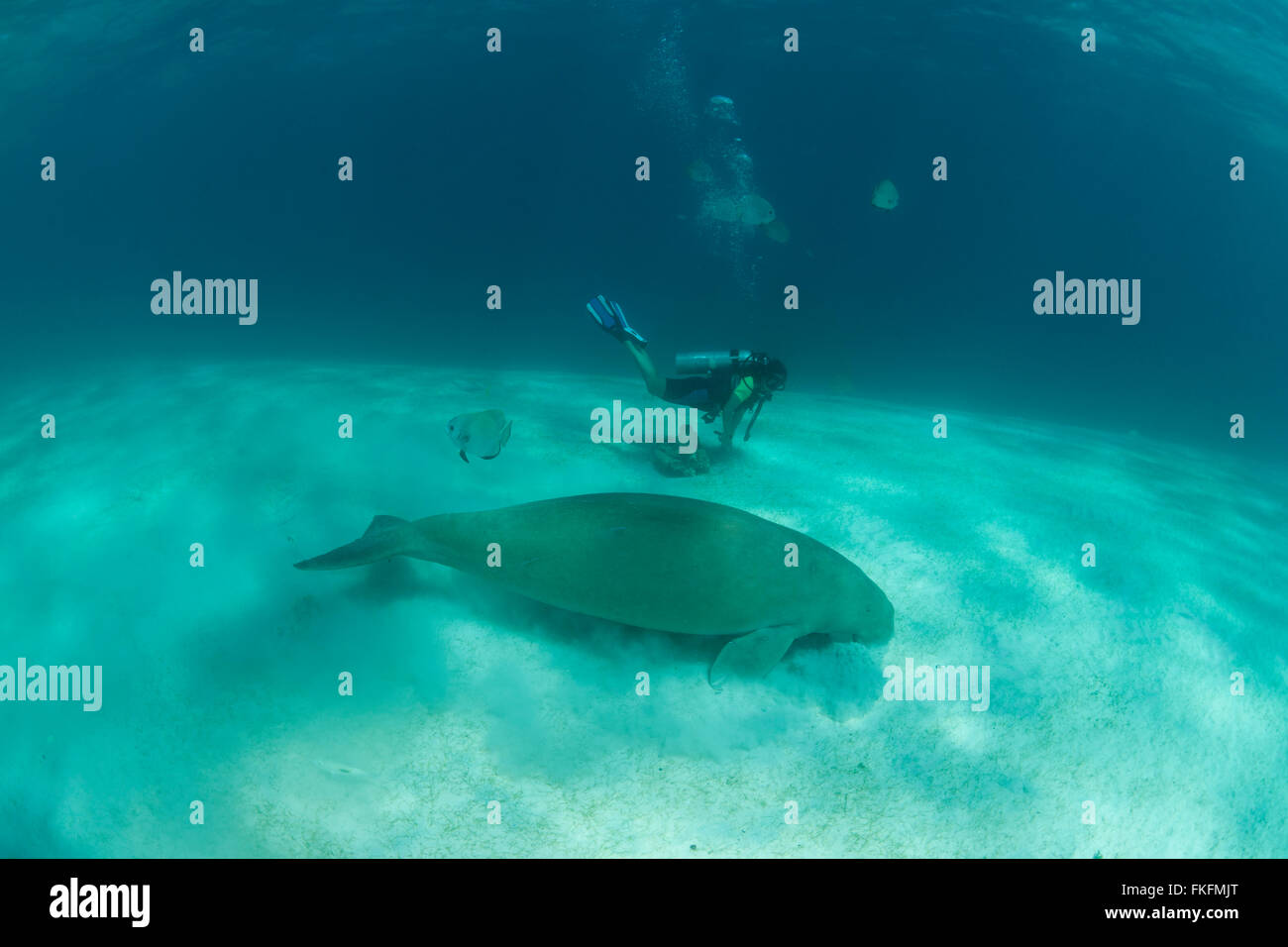 Dugong (Dugong dugon) feeding in the seagrass bed with diver. Dimakya ...