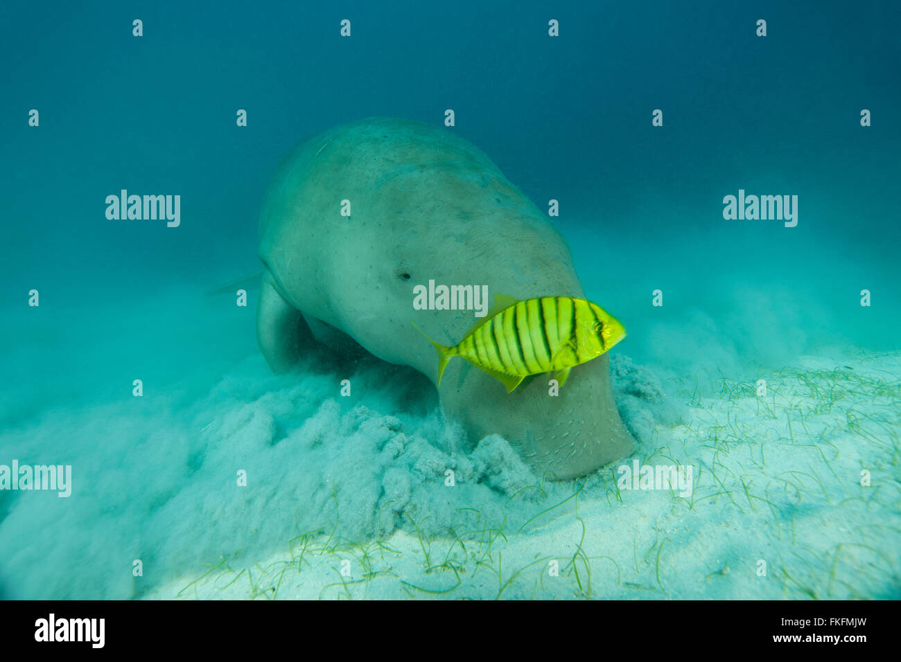 Dugong (Dugong dugon) feeding in the seagrass bed. Dimakya Island ...