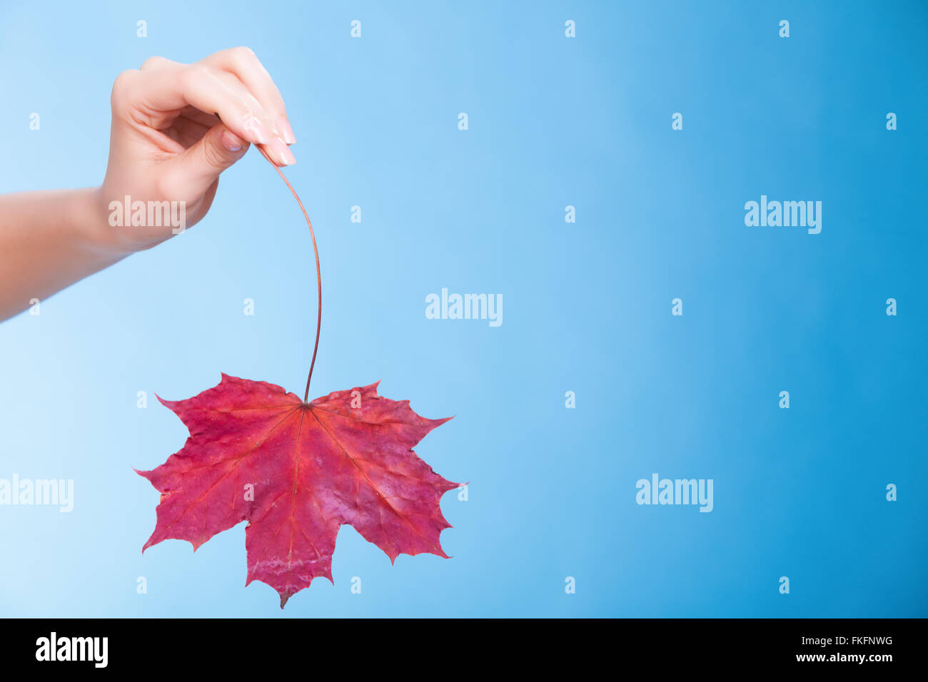 Skincare. Female hand holding leaf as symbol of red dry capillary skin ...