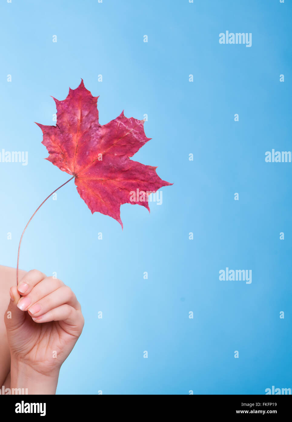 Skincare. Female hand holding leaf as symbol of red dry capillary skin ...