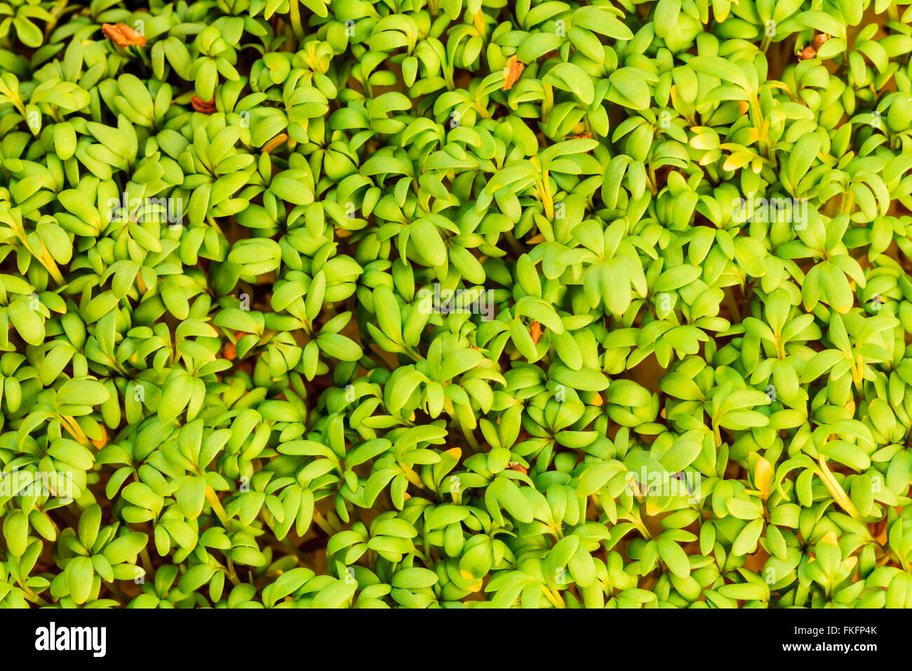 close up of garden cress seedlings watercress sprouts as fresh green ...