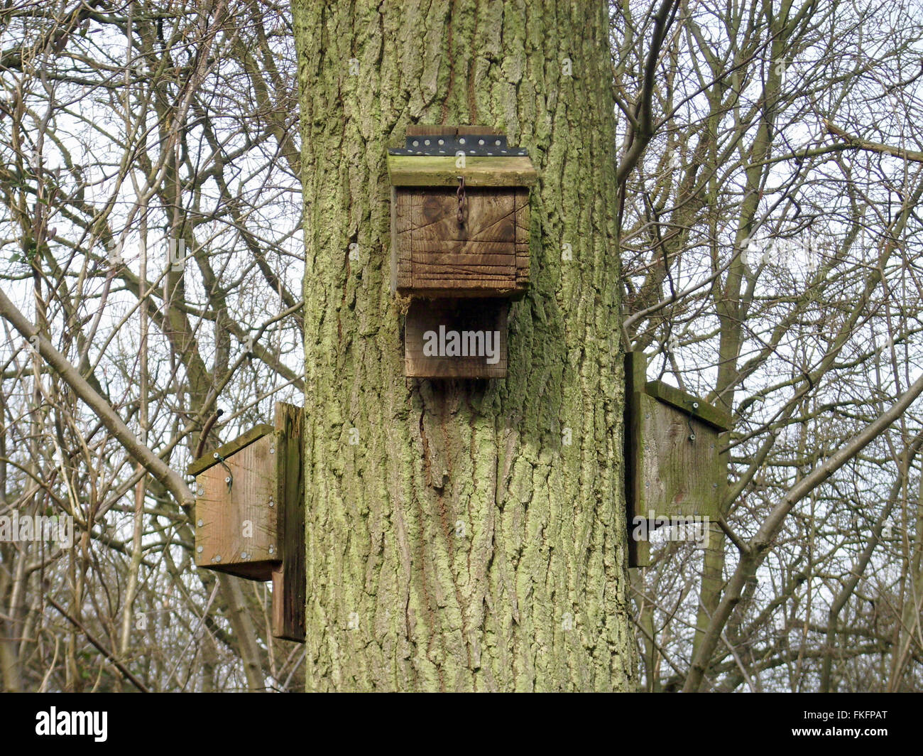 Three bat boxes on tree trunk Stock Photo - Alamy