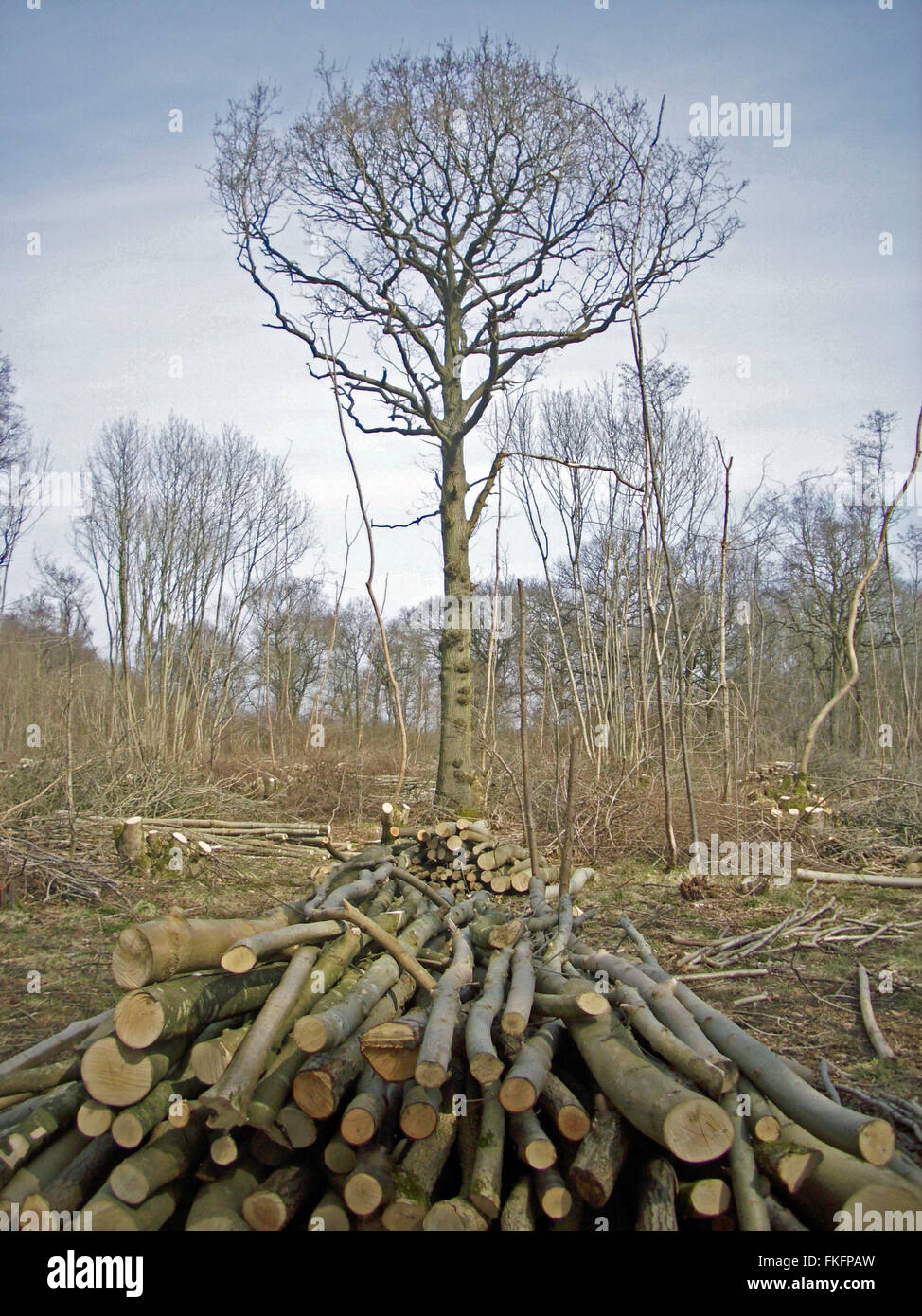 Coppice woodland with logs Stock Photo - Alamy
