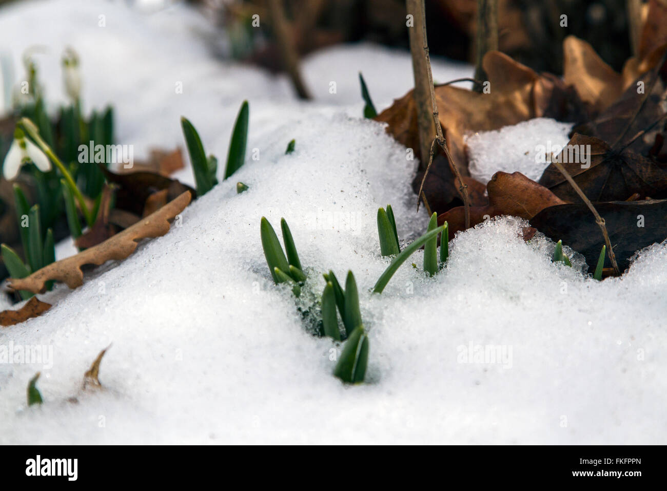 An early frost covered garden plants this morning hi-res stock ...
