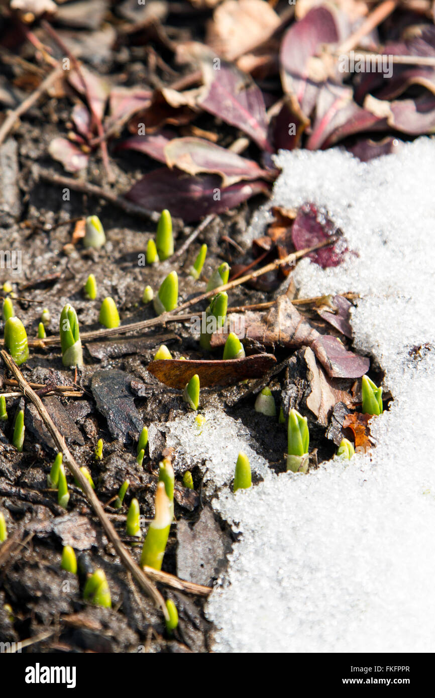 New plants growing up through cold snow covered ground Stock Photo - Alamy