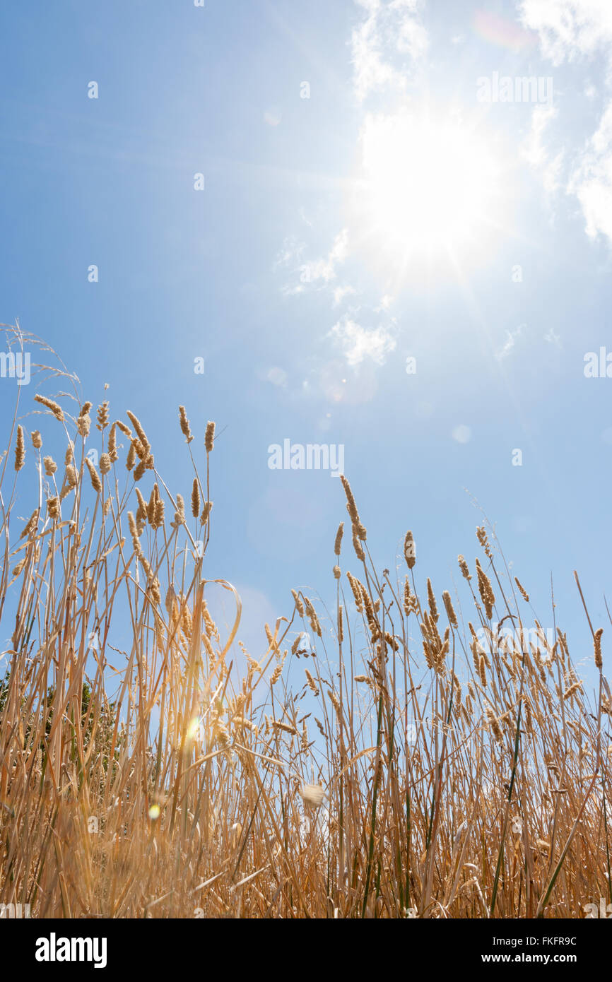 Boggy Pond Walk Lake Wairarapa New Zealand Stock Photo - Alamy