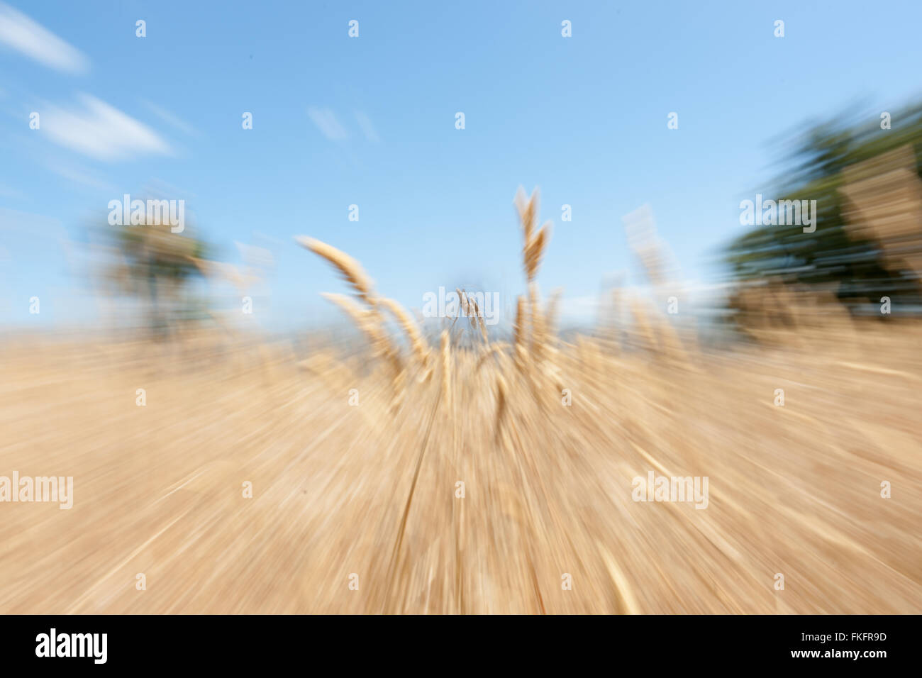 Nature abstract Boggy Pond Walk Lake Wairarapa New Zealand Stock Photo ...