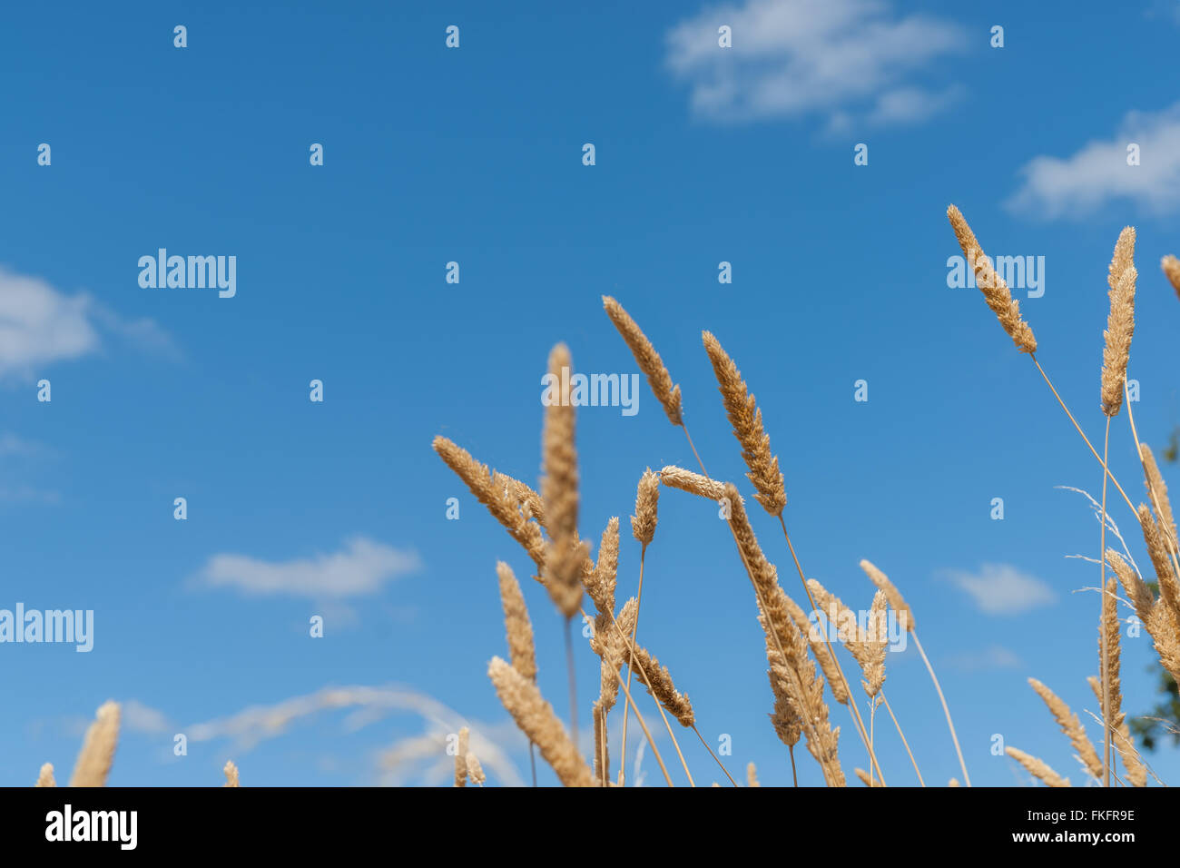 Boggy Pond Walk Lake Wairarapa New Zealand Stock Photo - Alamy