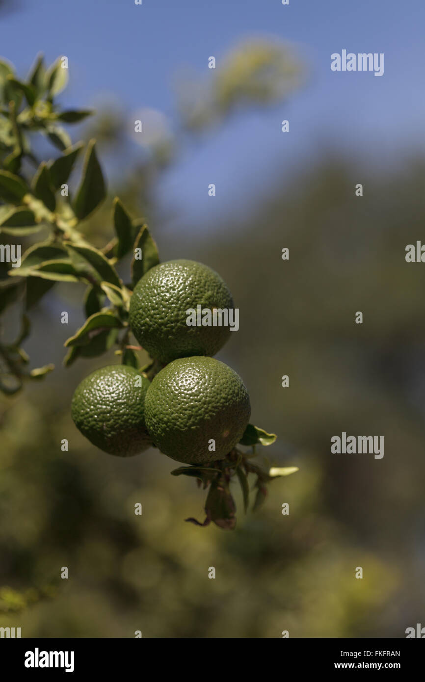 Lime fruit grows on the branch a lime tree in an orchard in summer ...