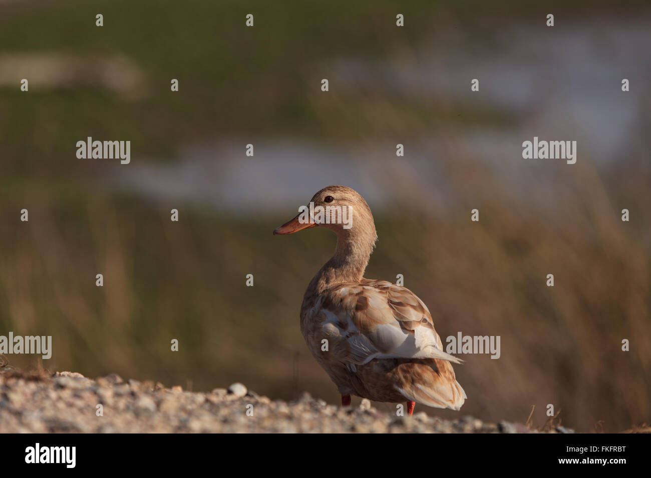 Mottled duck hi-res stock photography and images - Alamy