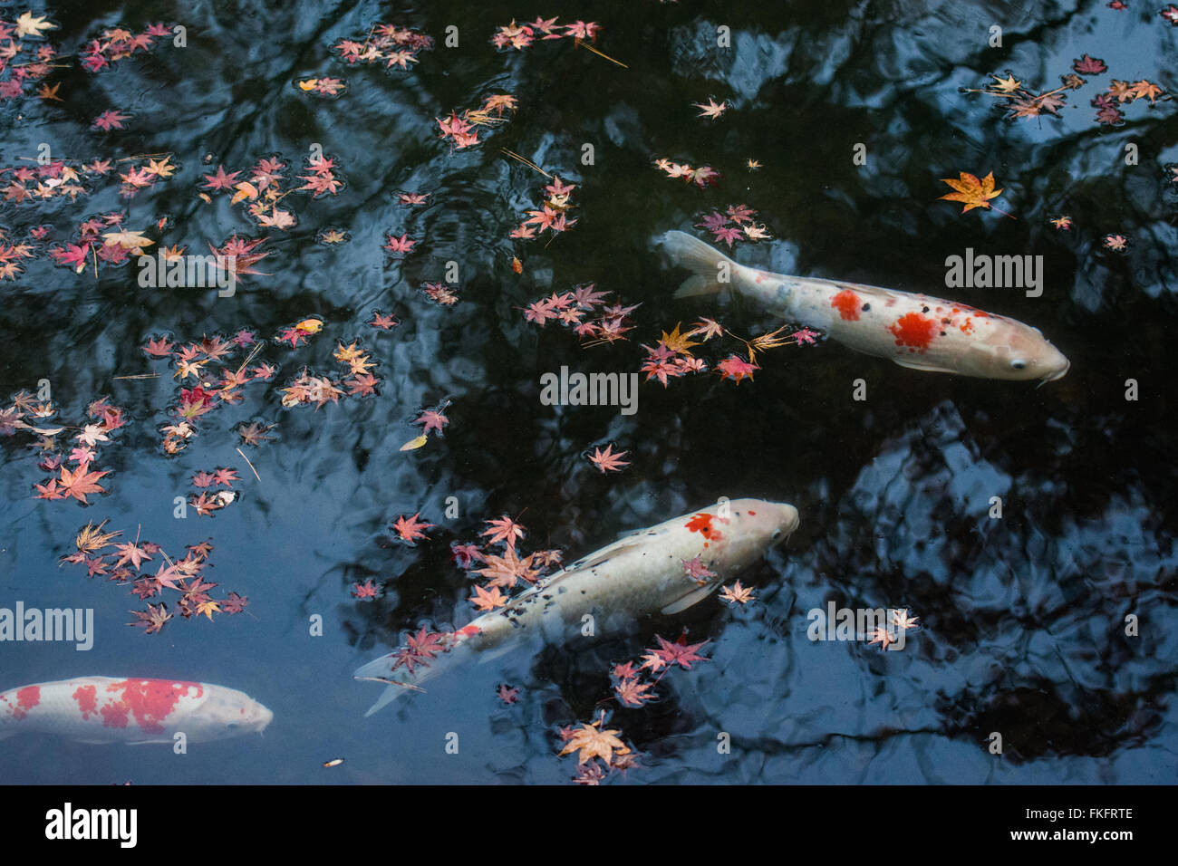 Koi fish japanese garden hi-res stock photography and images - Alamy