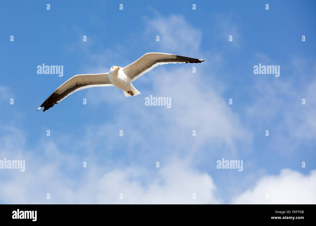 Gull flying overhead hi-res stock photography and images - Alamy