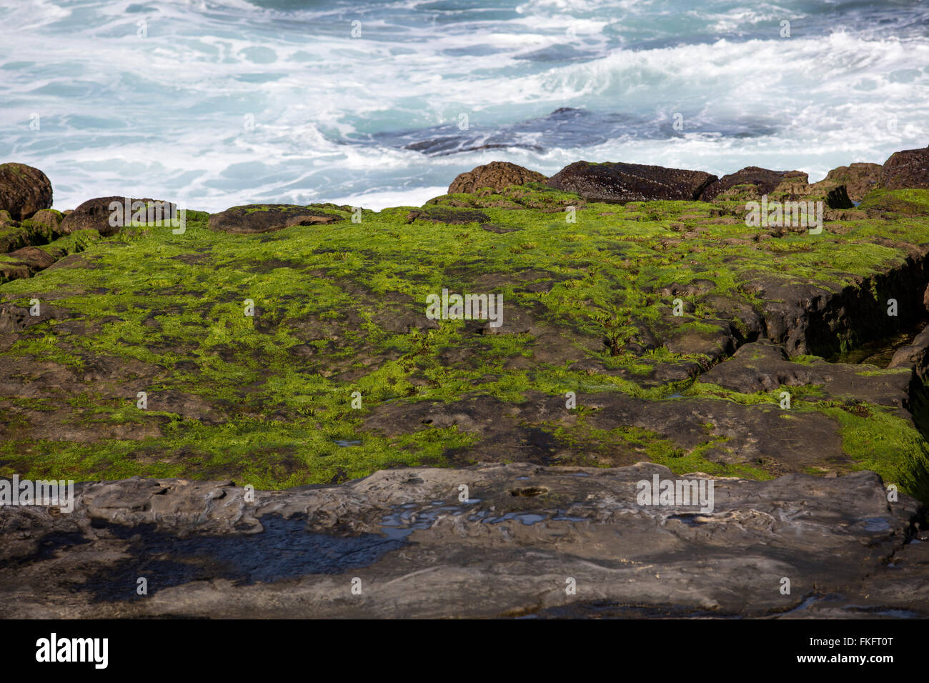 Moss ponds hi-res stock photography and images - Alamy