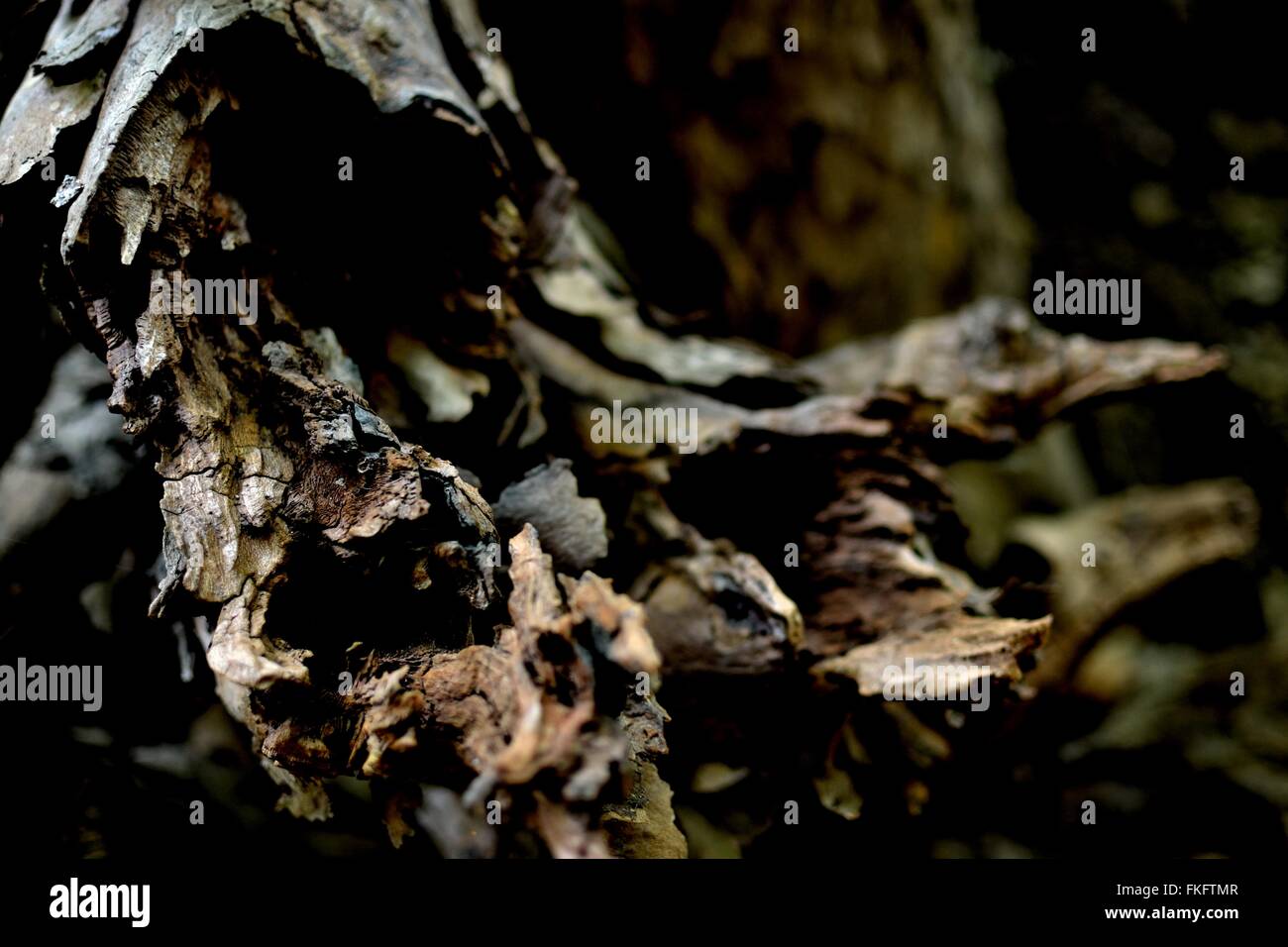 Spooky tree bark hi-res stock photography and images - Alamy