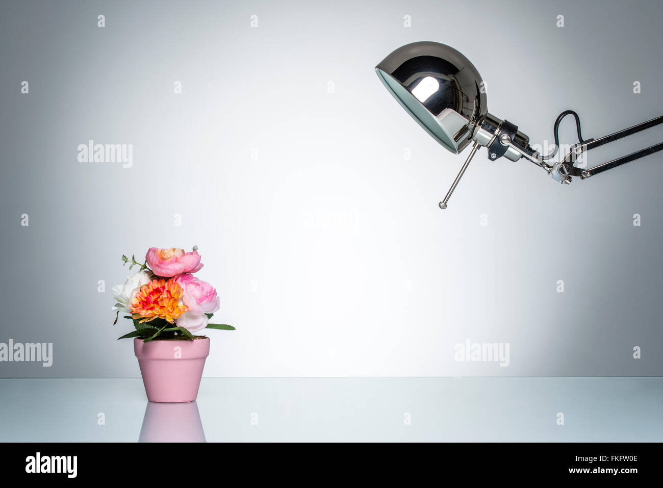 lighting up pink flower pot with desk lamp on round studio lighting ...