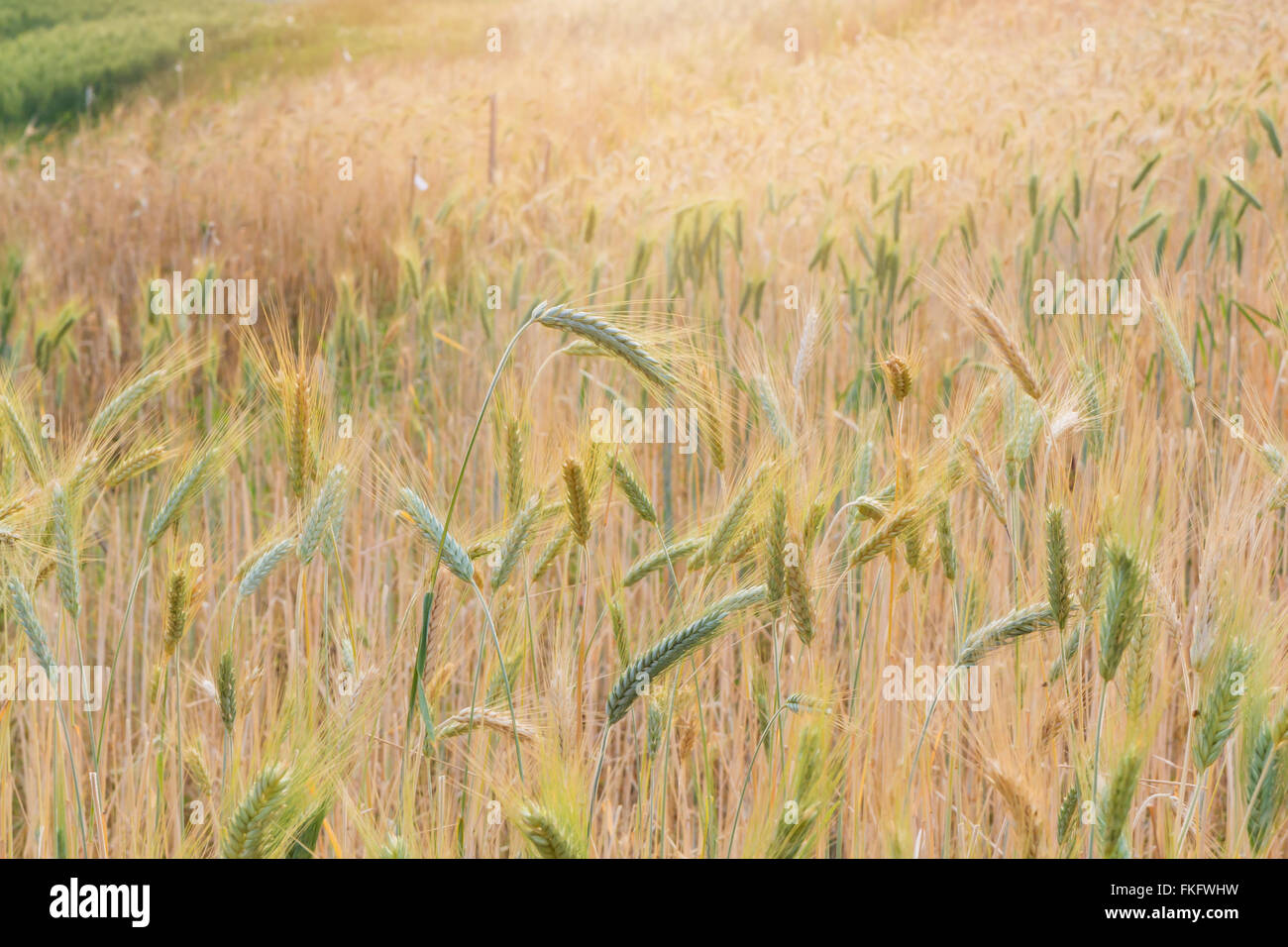 Corn field crop circle hi-res stock photography and images - Alamy