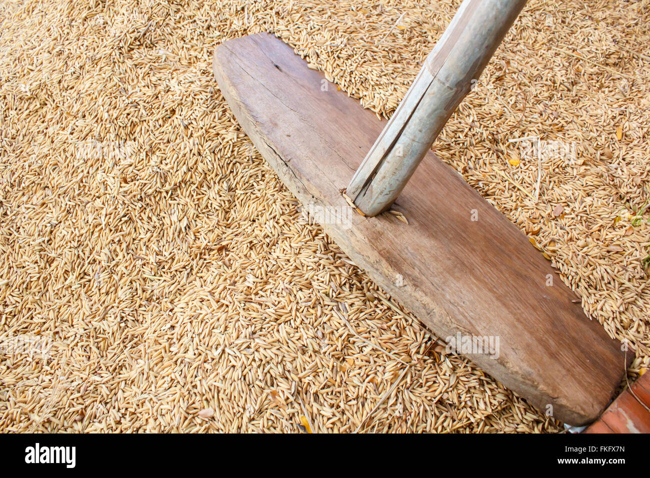 paddy/rice, pile of paddy from thailand Stock Photo - Alamy