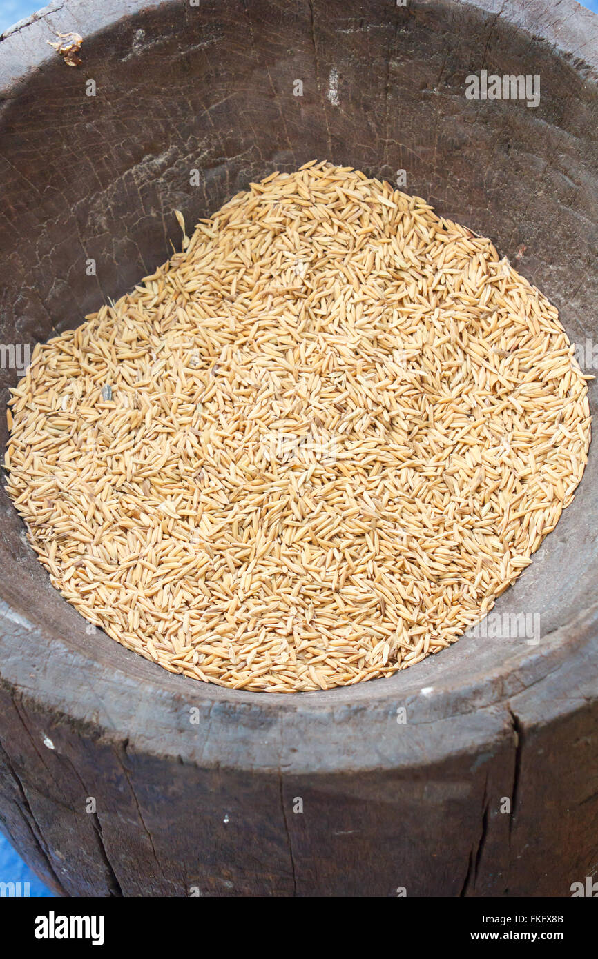 paddy/rice, pile of paddy from thailand Stock Photo - Alamy