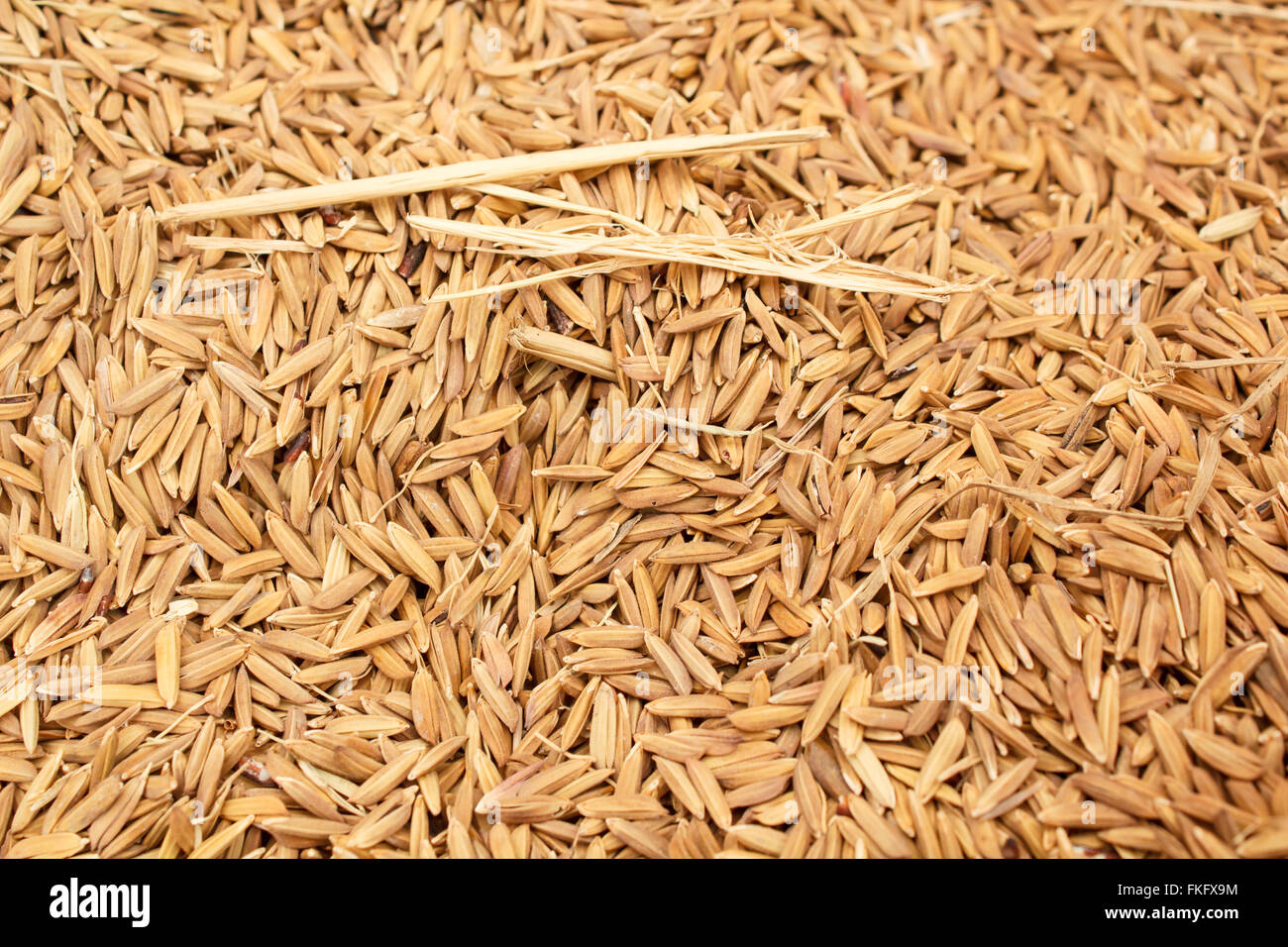 paddy/rice, pile of paddy from thailand Stock Photo - Alamy