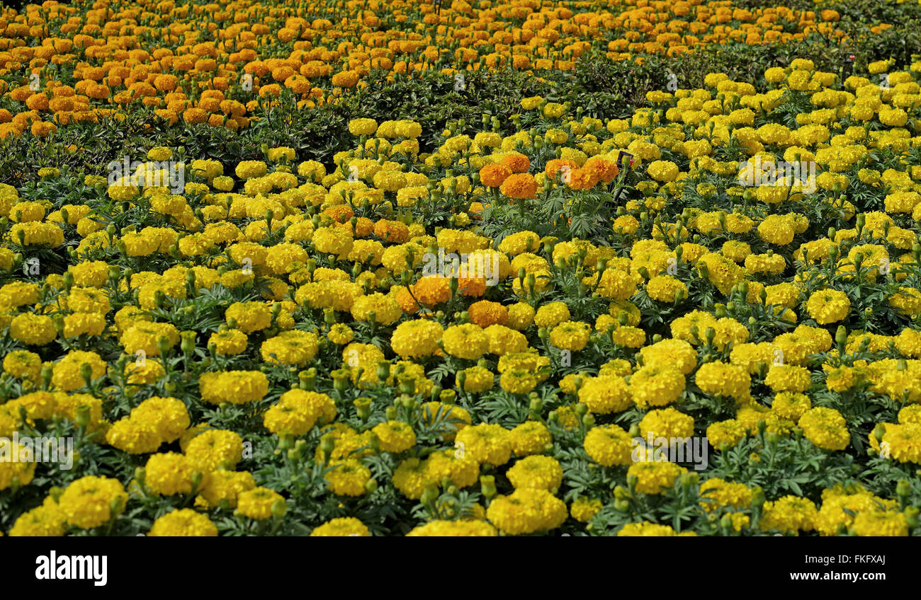 beautiful marigold in the garden Stock Photo - Alamy
