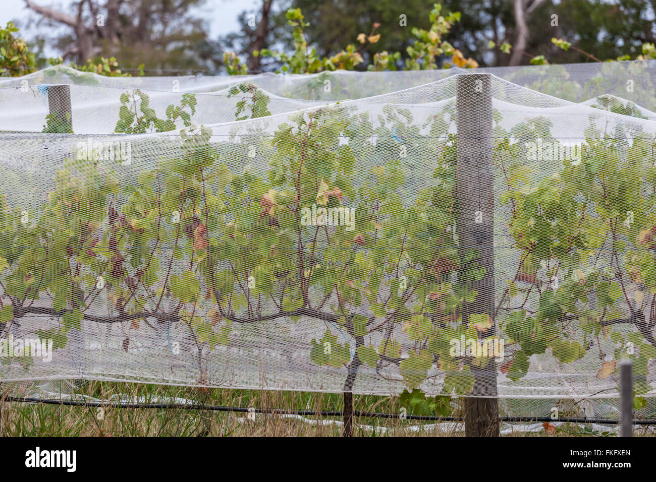 Grapevines covered with bird netting Stock Photo - Alamy