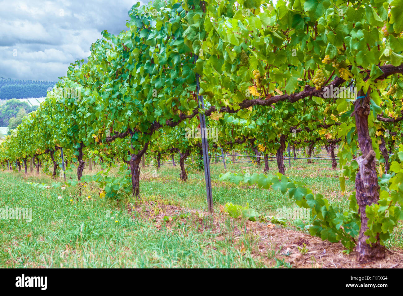 Beautiful grape vines hi-res stock photography and images - Alamy