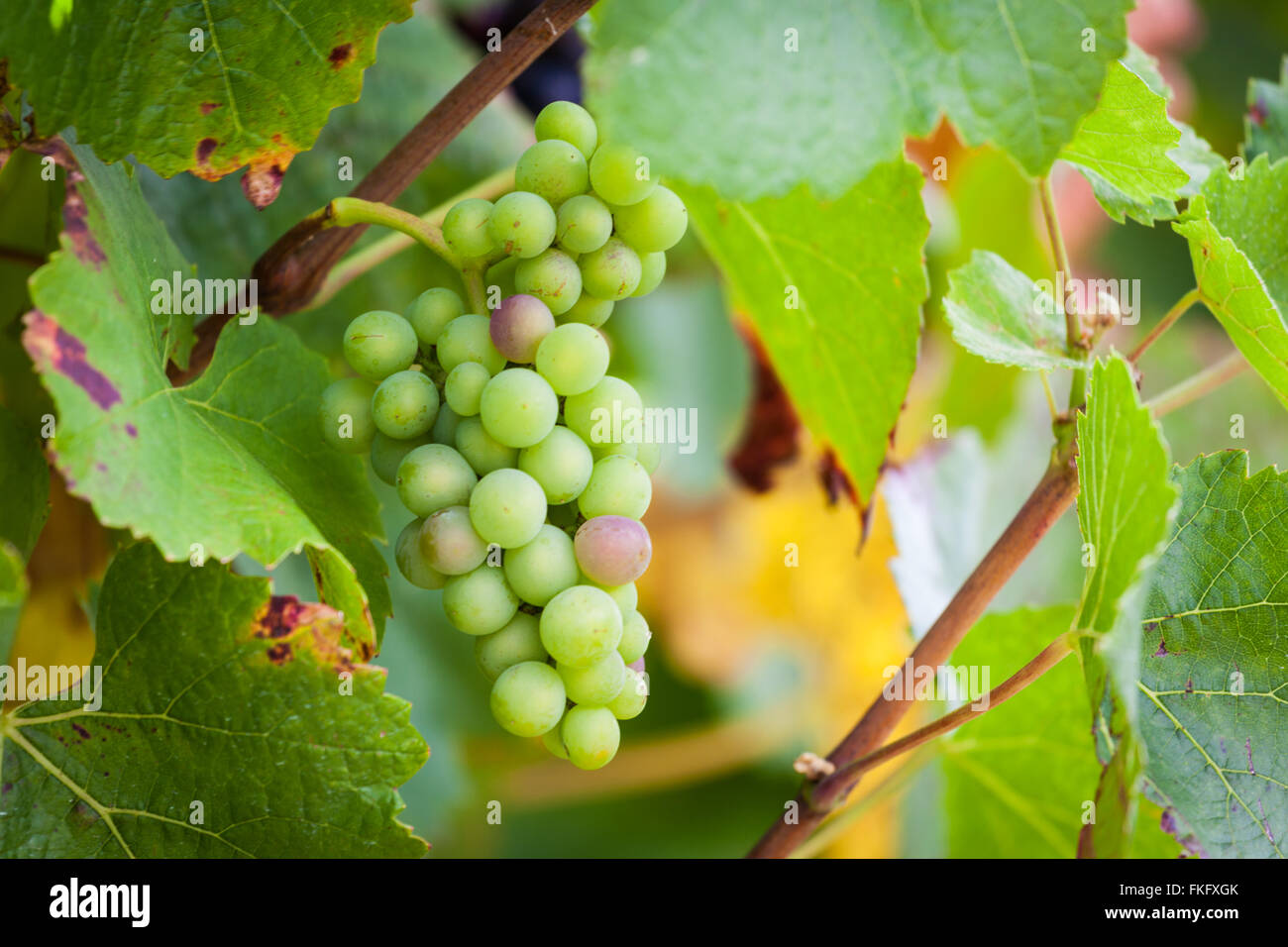 Bunch of unripe green wine grapes hanging from a vine Stock Photo - Alamy