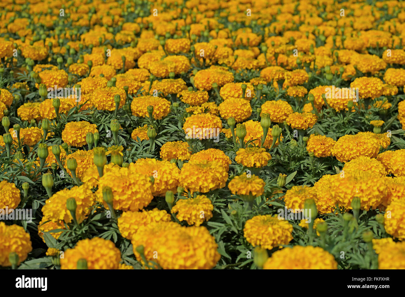 beautiful marigold in the garden Stock Photo - Alamy