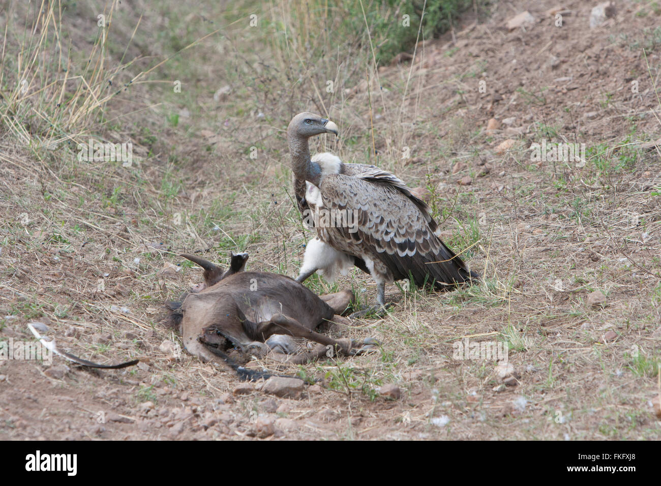 Rüppell's griffon vulture (Gyps rueppellii) is a large vulture that ...