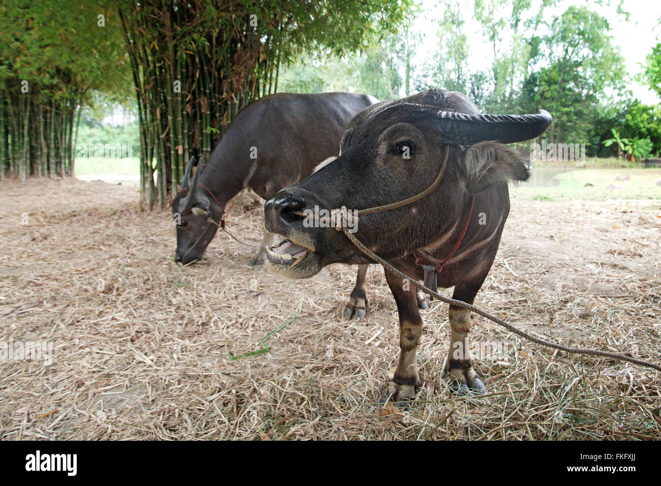 Asian water buffalo hi-res stock photography and images - Alamy