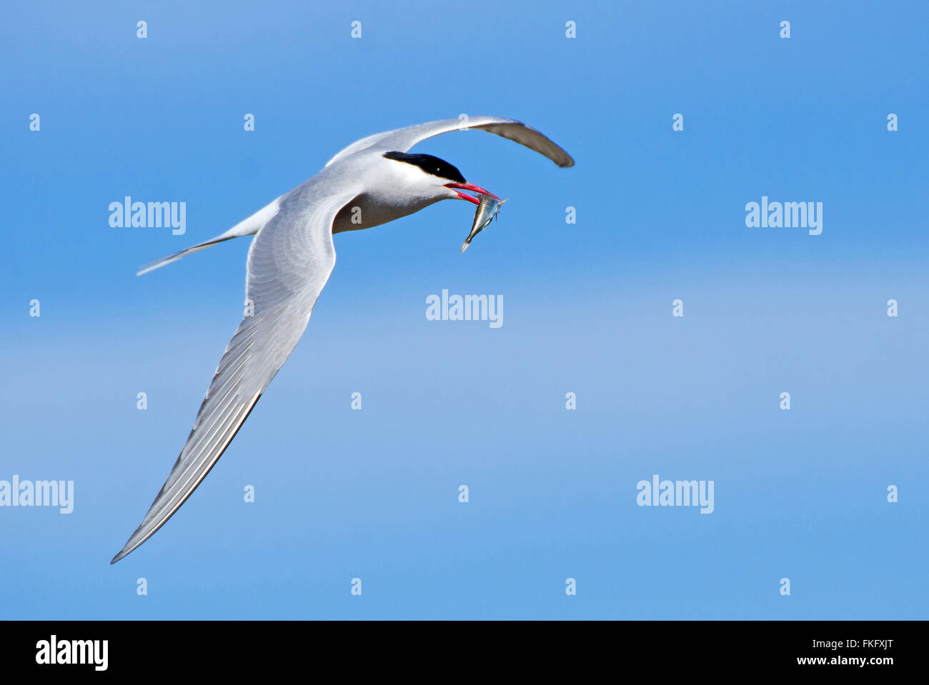Tern With A Fish High Resolution Stock Photography and Images - Alamy