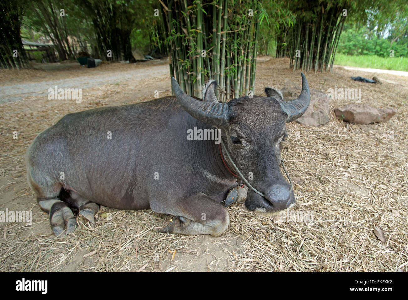 asian water buffalo or bubalus bubalis in farm Stock Photo - Alamy