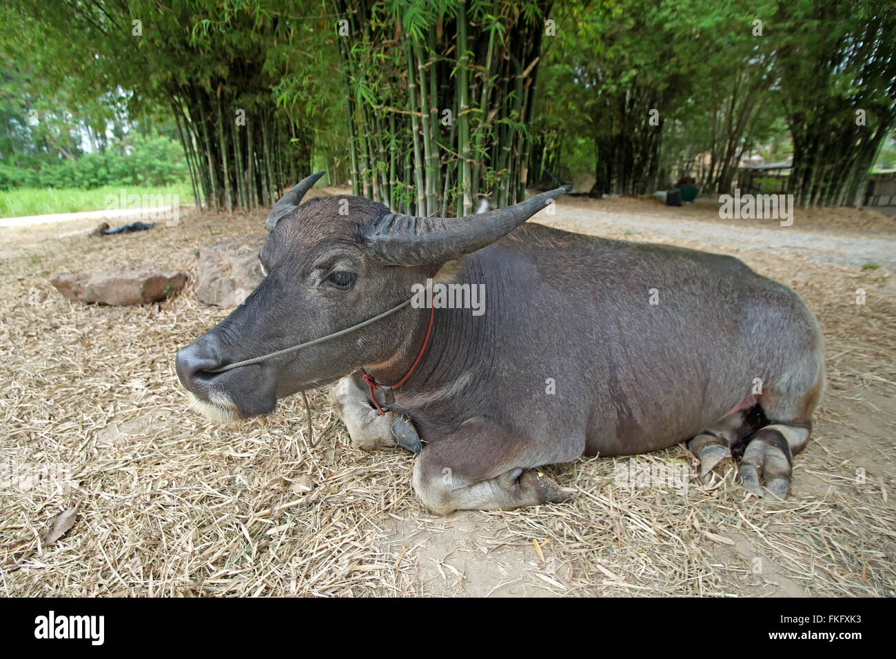Asian water buffalo hi-res stock photography and images - Alamy