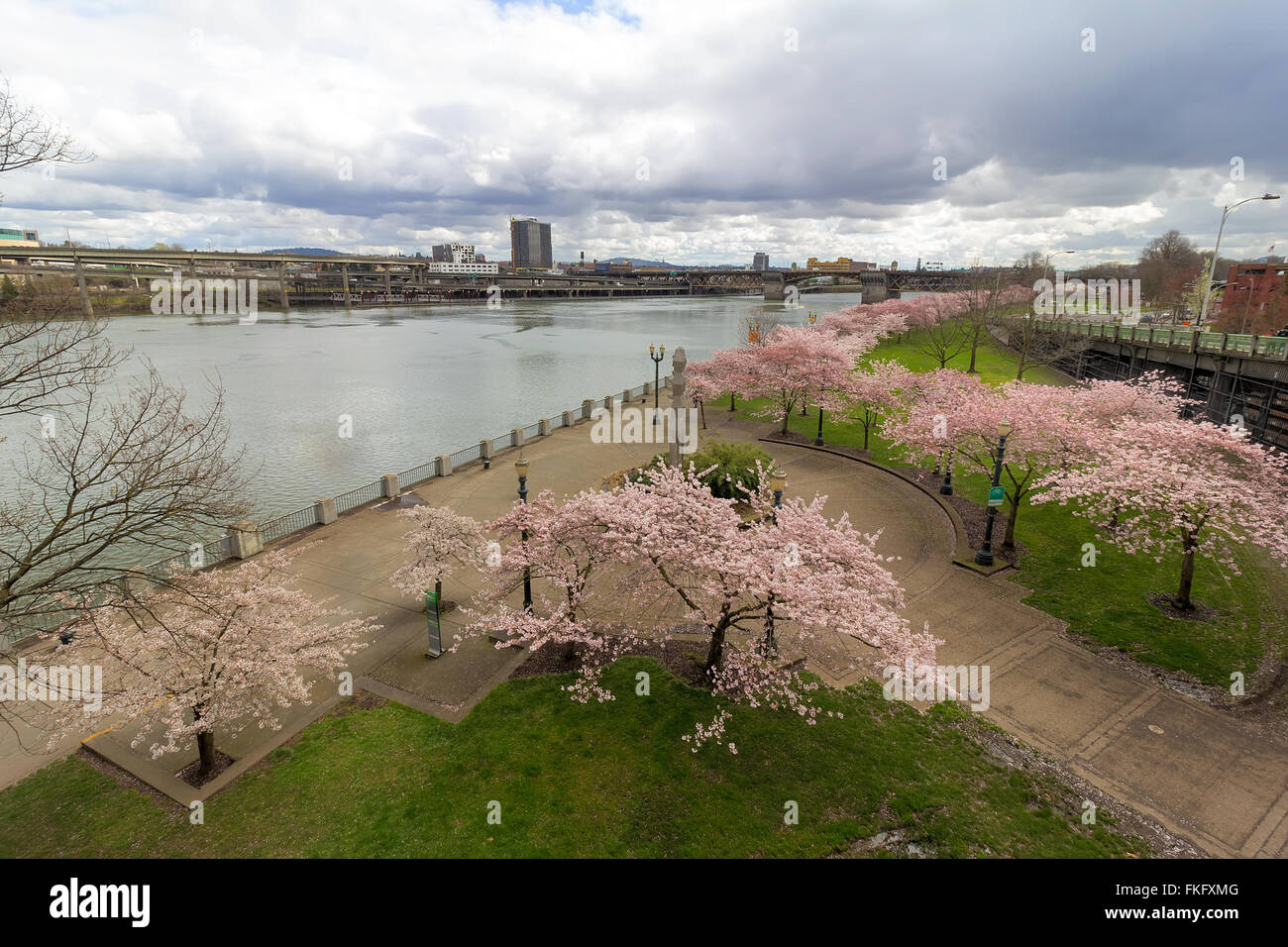 Cherry Blossom trees in bloom at Portland Oregon Waterfront in Spring ...