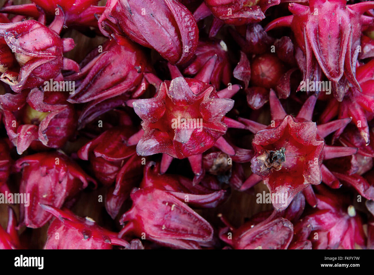 fresh roselle flower Stock Photo - Alamy