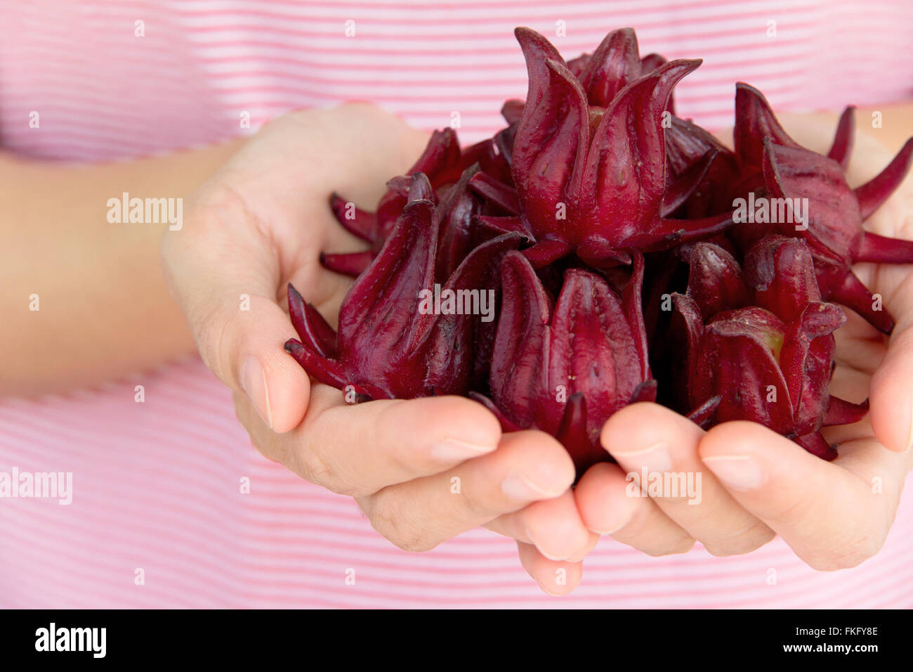roselle flower background Stock Photo - Alamy