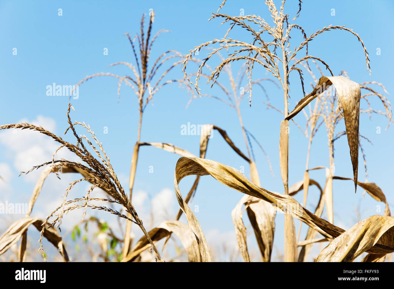 drought corn field close up Stock Photo - Alamy