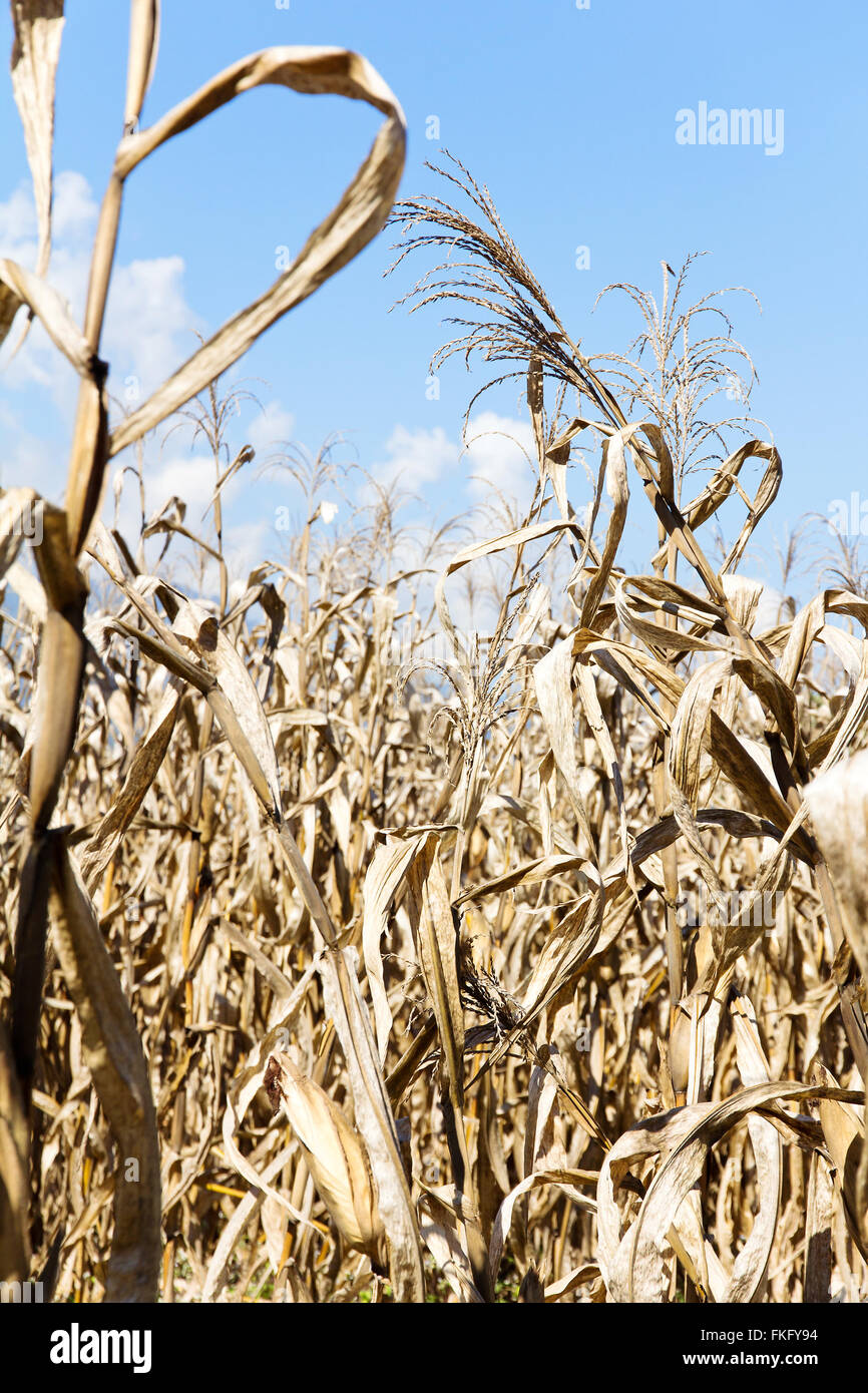 drought corn field Stock Photo - Alamy