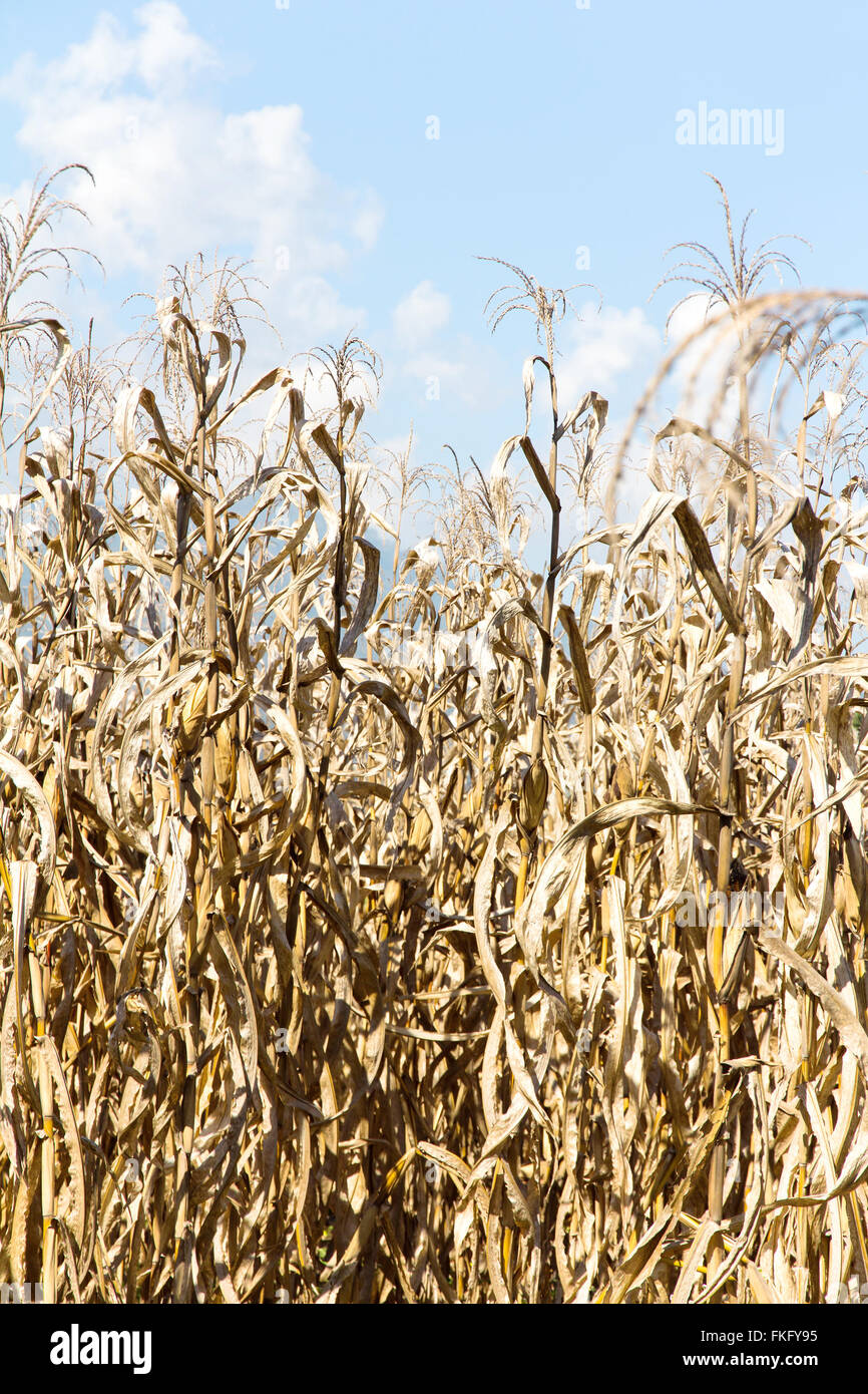 drought corn field Stock Photo - Alamy