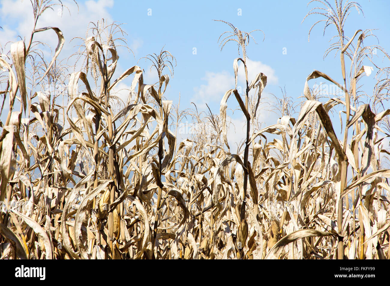 drought corn field Stock Photo - Alamy