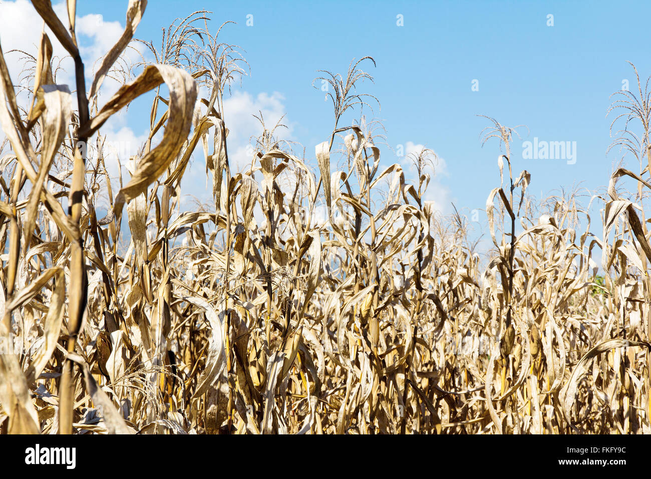 drought corn field Stock Photo - Alamy