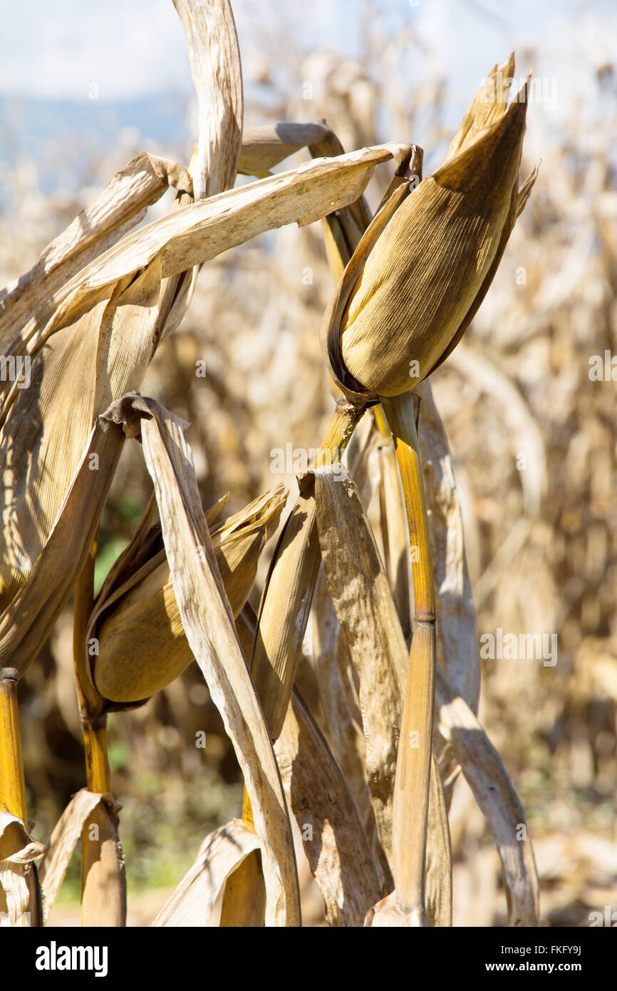 drought corn field Stock Photo - Alamy